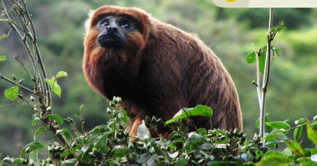 Espécie de macaco extinta há mais de 200 anos em Florianópolis será ...