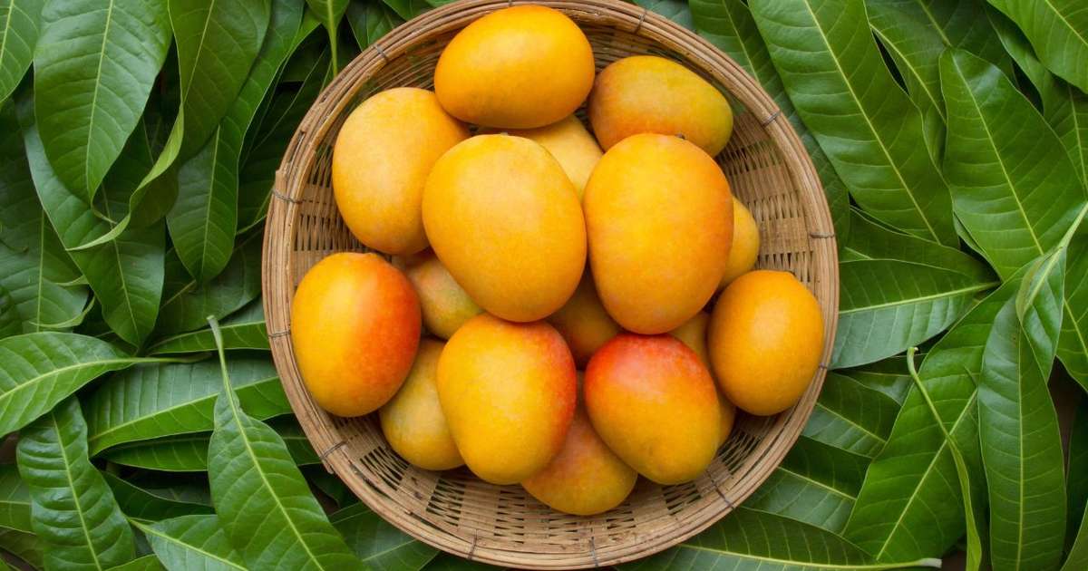 Manga: conheça os principais benefícios da fruta