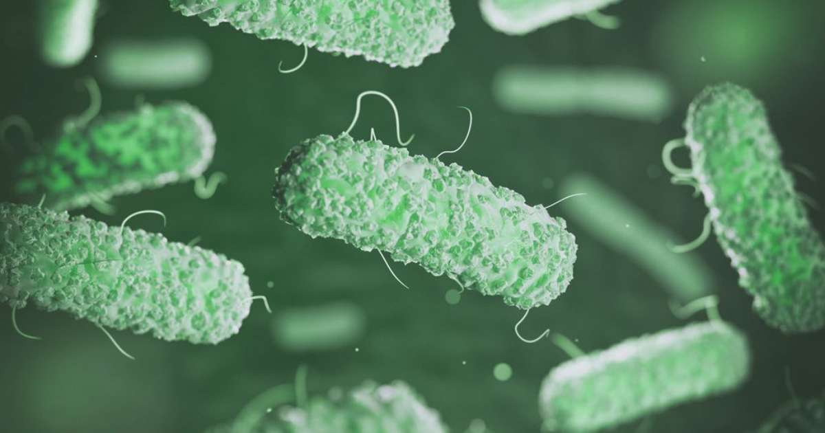 Pesquisa descobre 35 novas espécies de bactérias em hospital; sete ...