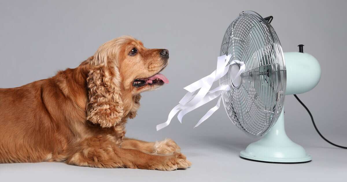3 dicas para proteger o seu pet nos dias de calor