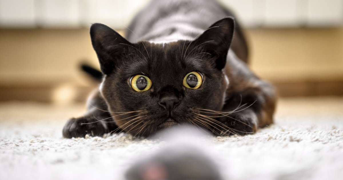 10 maneiras de estimular o instinto de caça dos gatos