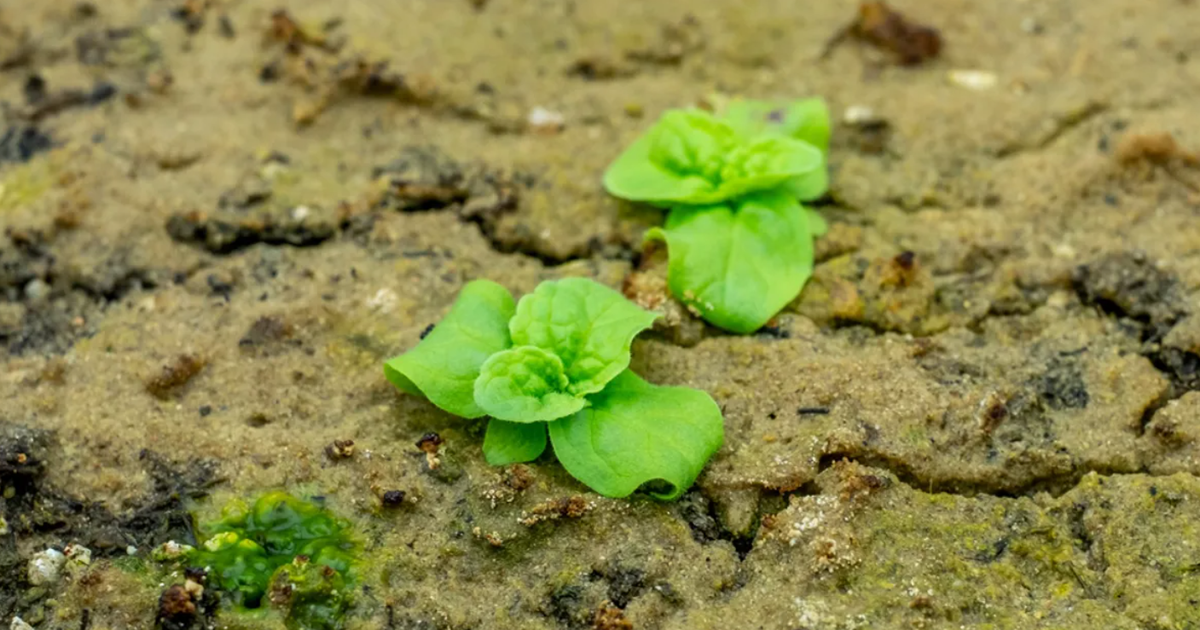 Cientistas 'ressuscitam' sementes enterradas em experimento de mais de ...