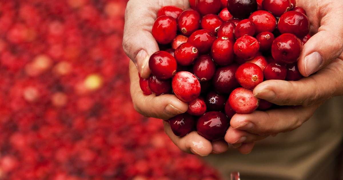 Cranberry é fruta aliada da sua saúde; veja como usá-la na dieta