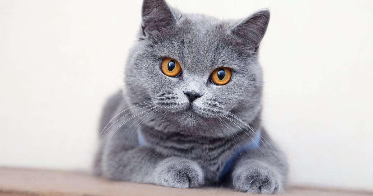 4 características do gato british shorthair