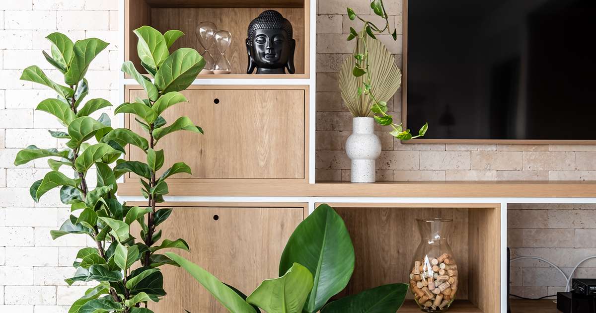 7 plantas que atraem boa energia, prosperidade, riqueza e protegem a casa