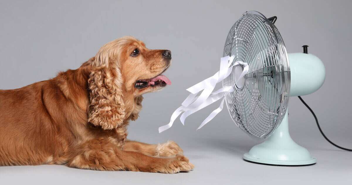 10 sinais de que o cachorro está com calor