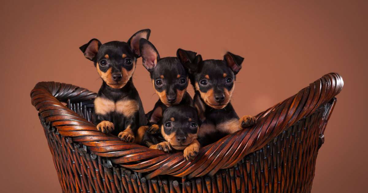 20 nomes para pinscher inspirados em filmes e séries