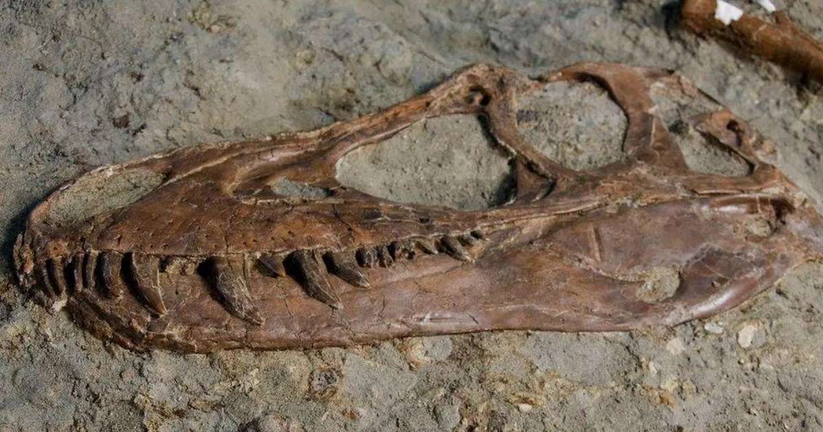 Fósseis revelam conteúdo surpreendente de última refeição de Tiranossauro