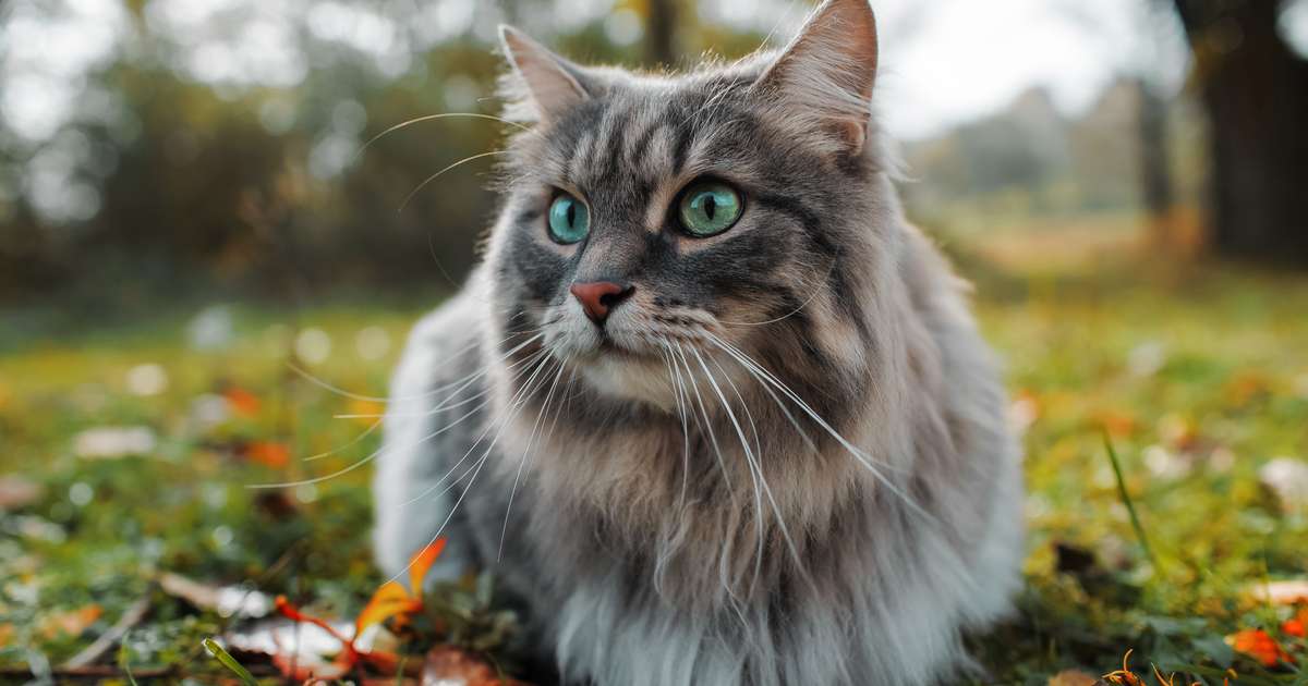 11 dicas para manter seu gato saudável e feliz