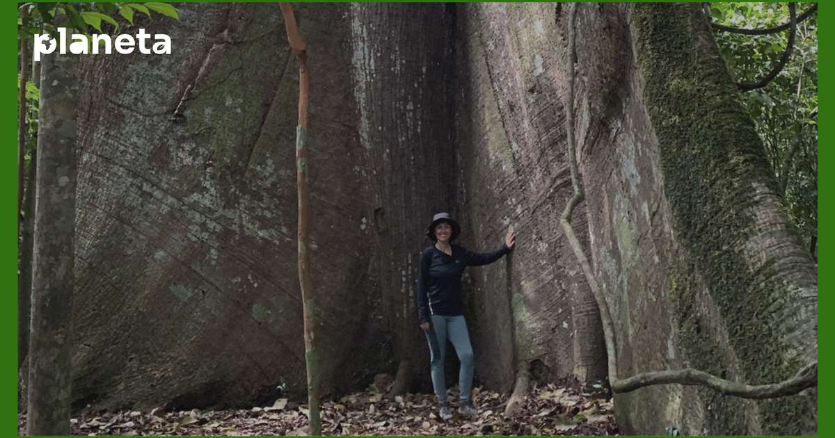 Como é a trilha até a árvore sumaúma de mil anos na Amazônia