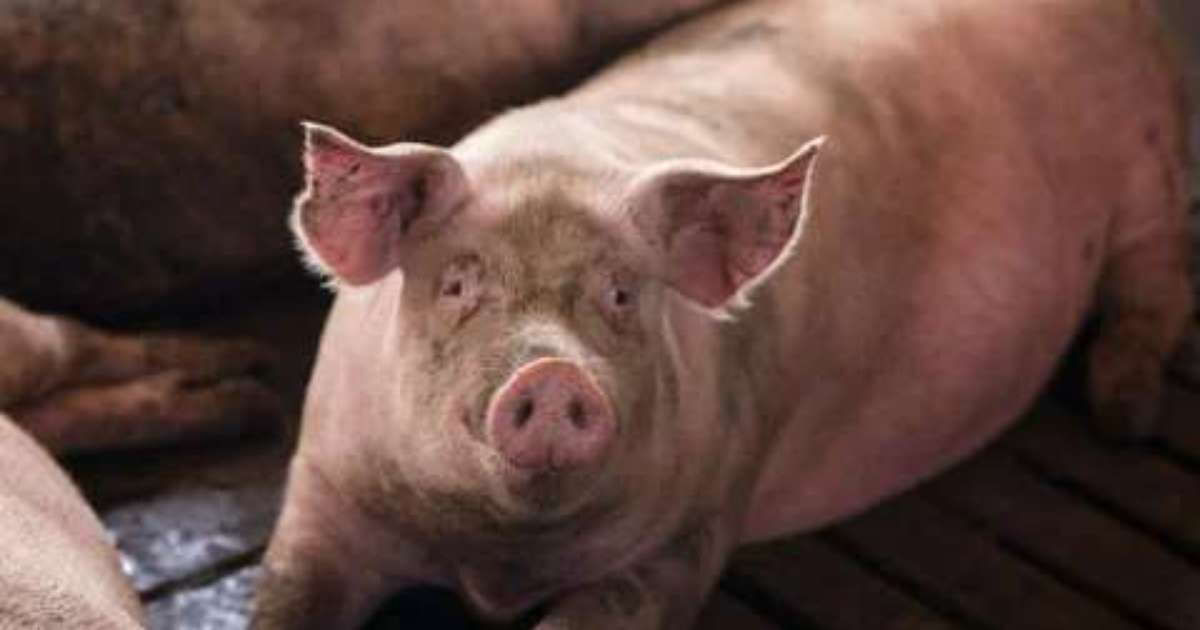 Cientistas criam carne de porco geneticamente modificada e imune a doença
