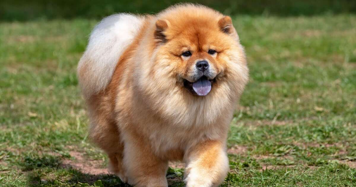 4 características do cachorro da raça chow chow