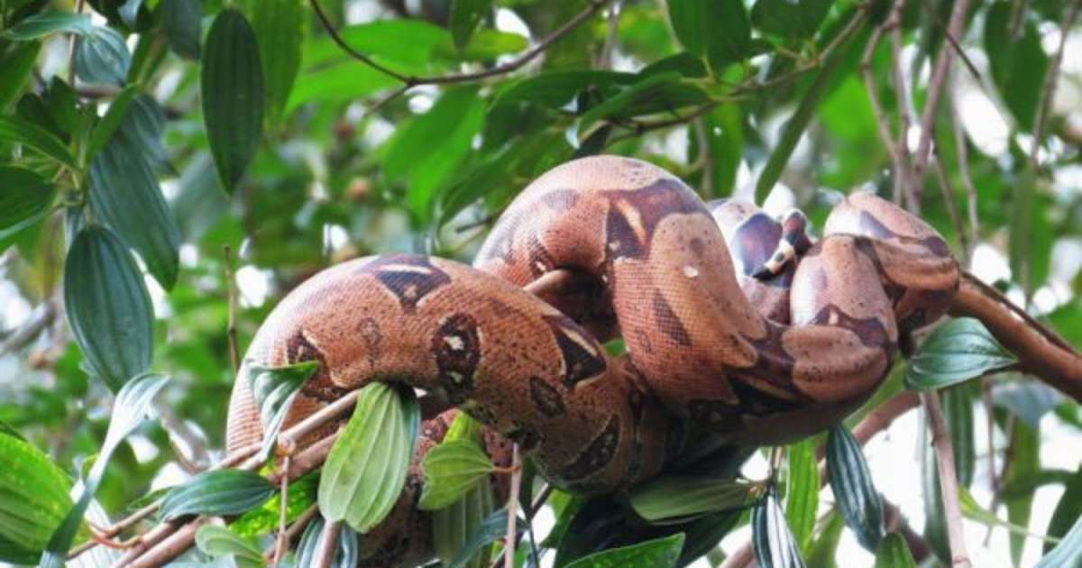Pequenos biólogos! Parque da Ciência do Butantan tem museu com ...