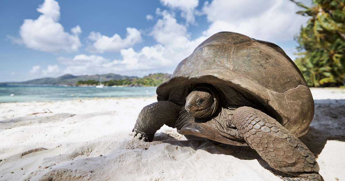 Jonathan, a tartaruga-gigante mais velha do mundo, completa 191 anos de ...
