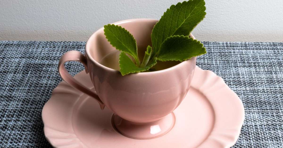 Chá de boldo: saiba como preparar e quais são os benefícios