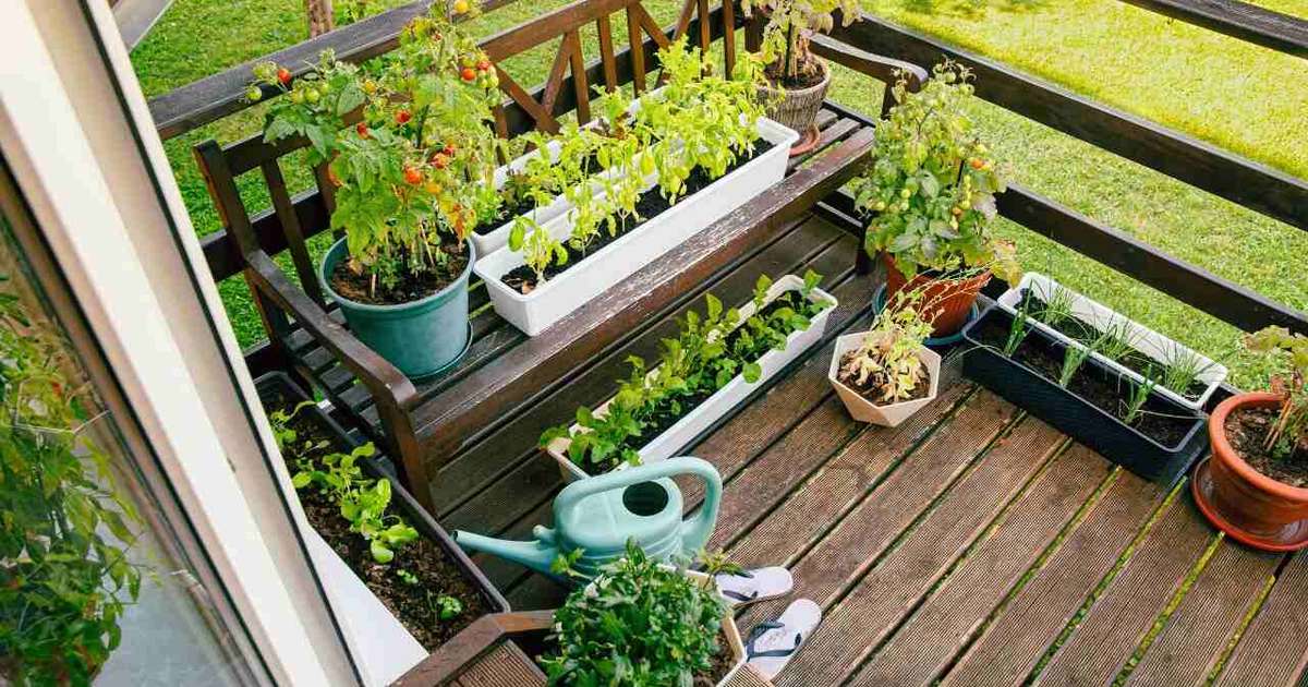 Como montar uma horta? Veja 7 dicas para fazer a sua em casa