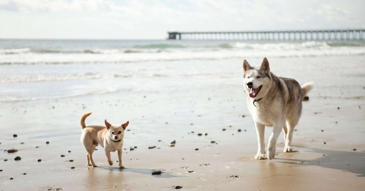 5 achados de estudo sobre saúde de cachorros grandes e pequenos