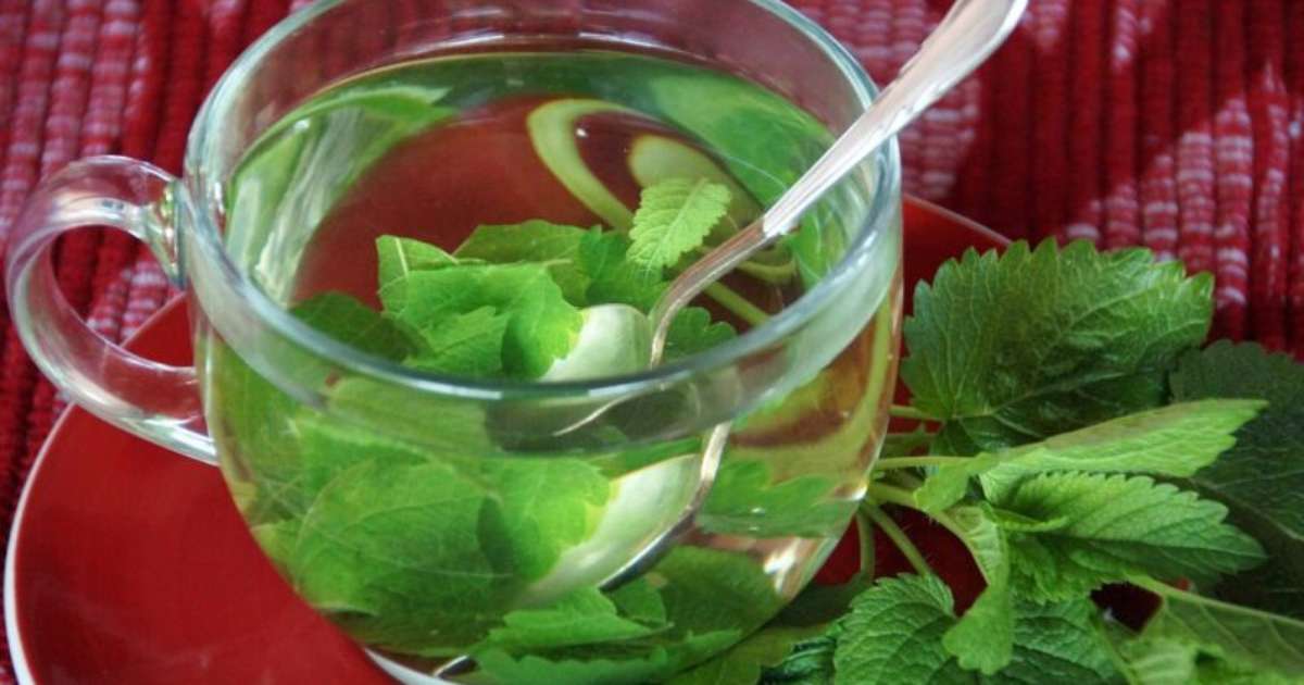 Chá de Erva-Cidreira: conheça esta infusão aromática e repleta de ...