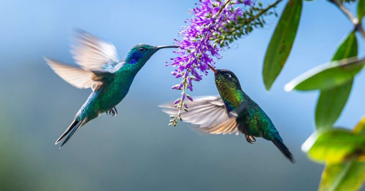 8 espécies de aves com bico grande