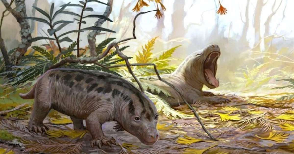 Nova espécie rara de cinodonte é descoberta em Dona Francisca