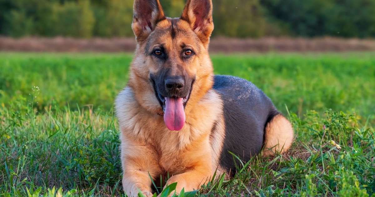 Top 10 raças de cachorro mais inteligentes; veja ranking