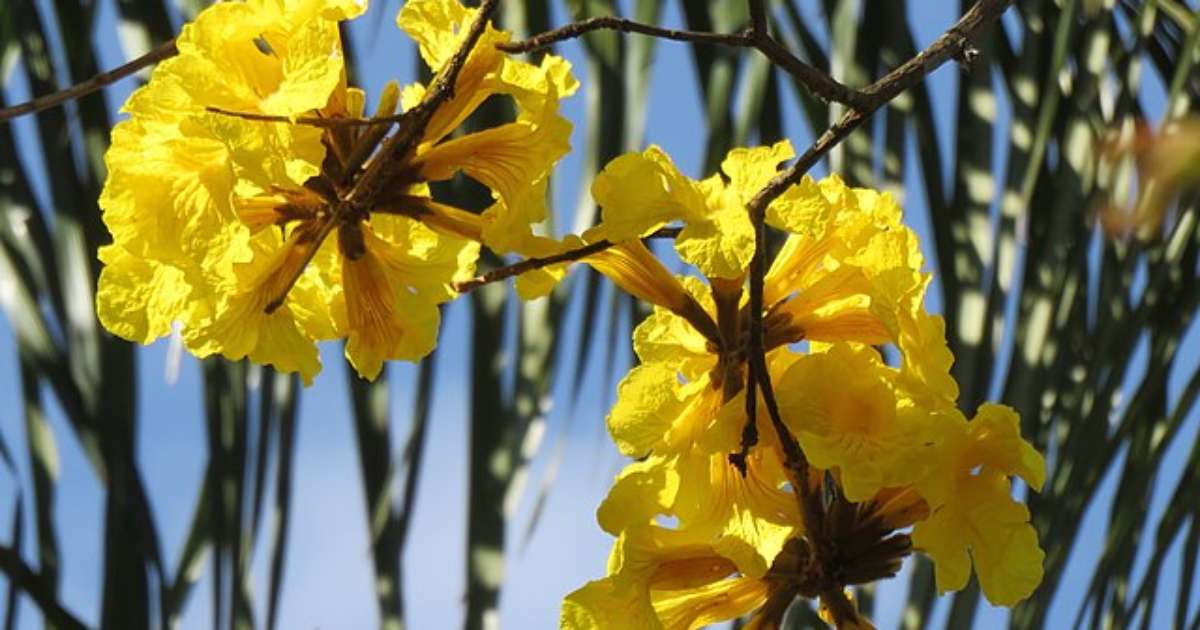 Como plantar o ipê, flor símbolo do Brasil!