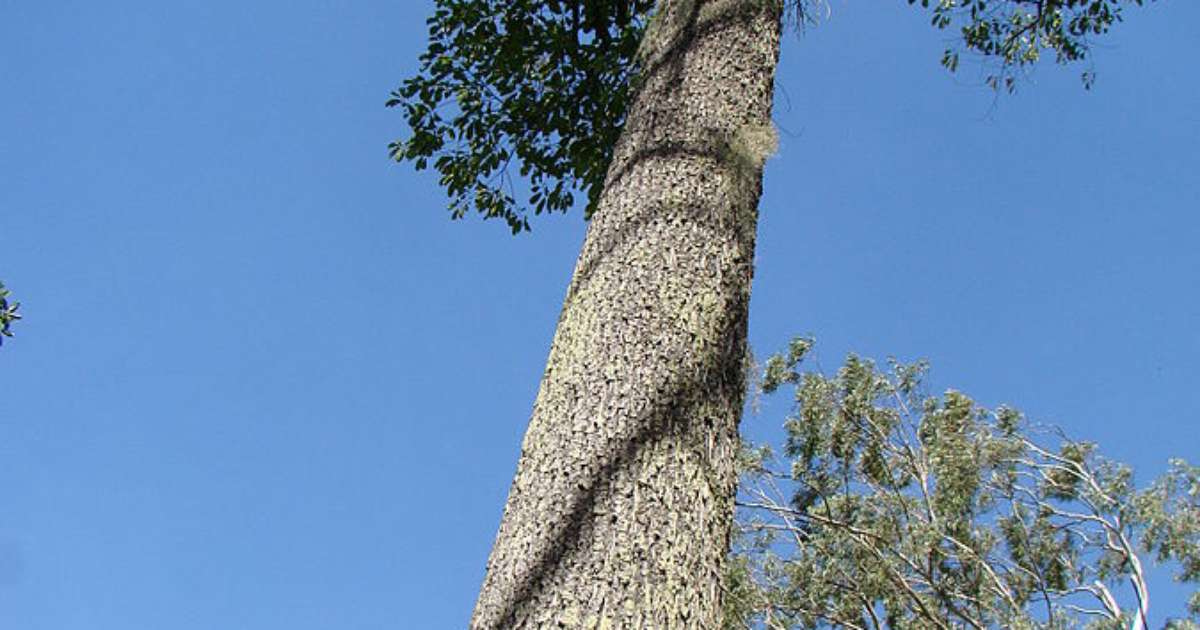 Quantas castanhas do Pará devo comer? Mais do 10 pode te fazer muito mal!