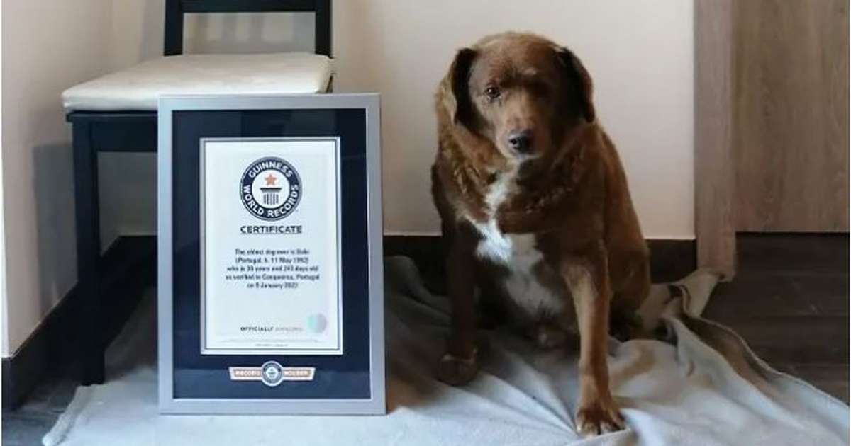 Bobi perde Guinness de 'cão mais velho do mundo'; entenda