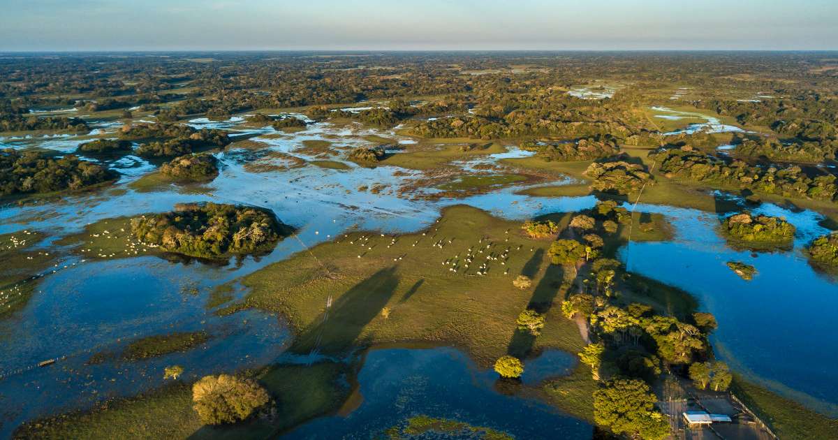 Pantanal: fauna, flora e característica deste bioma brasileiro