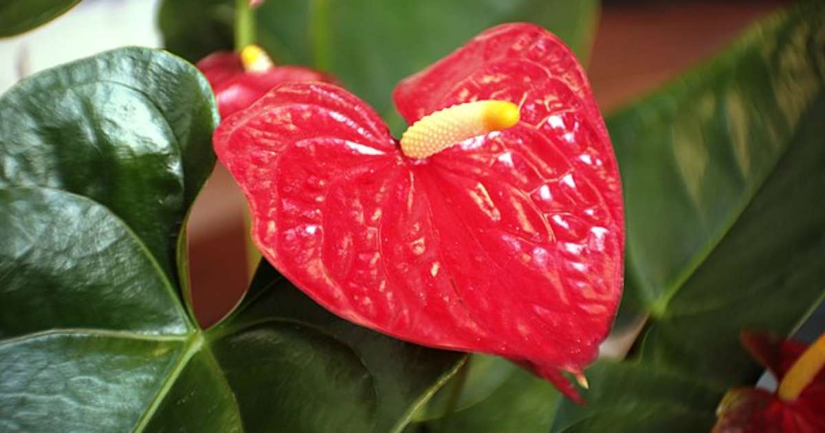 Belo e marcante: como cultivar Antúrio