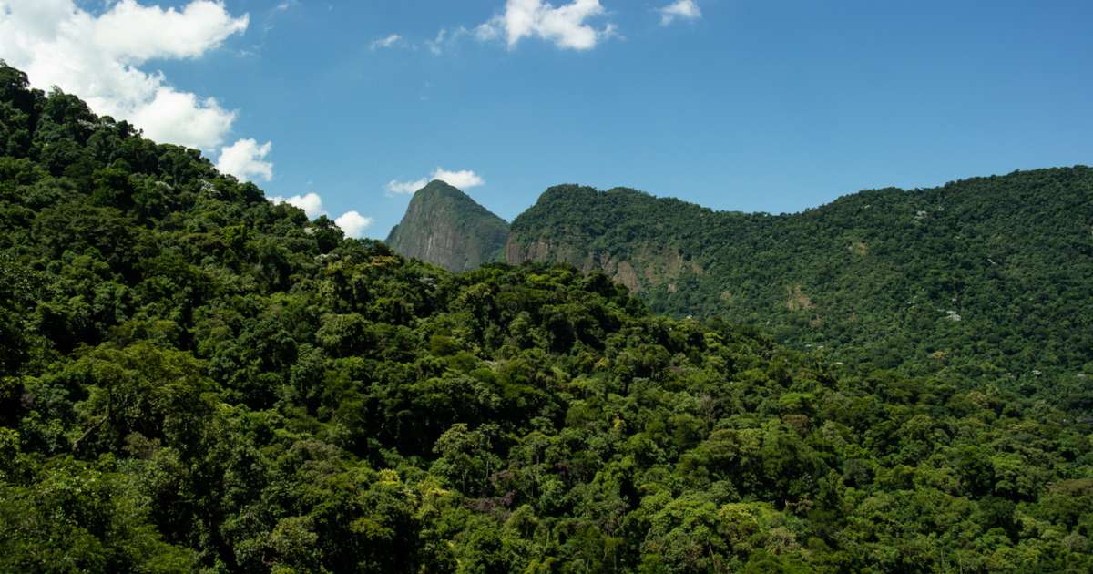 Mata atlântica: características, fauna, flora e muito mais!
