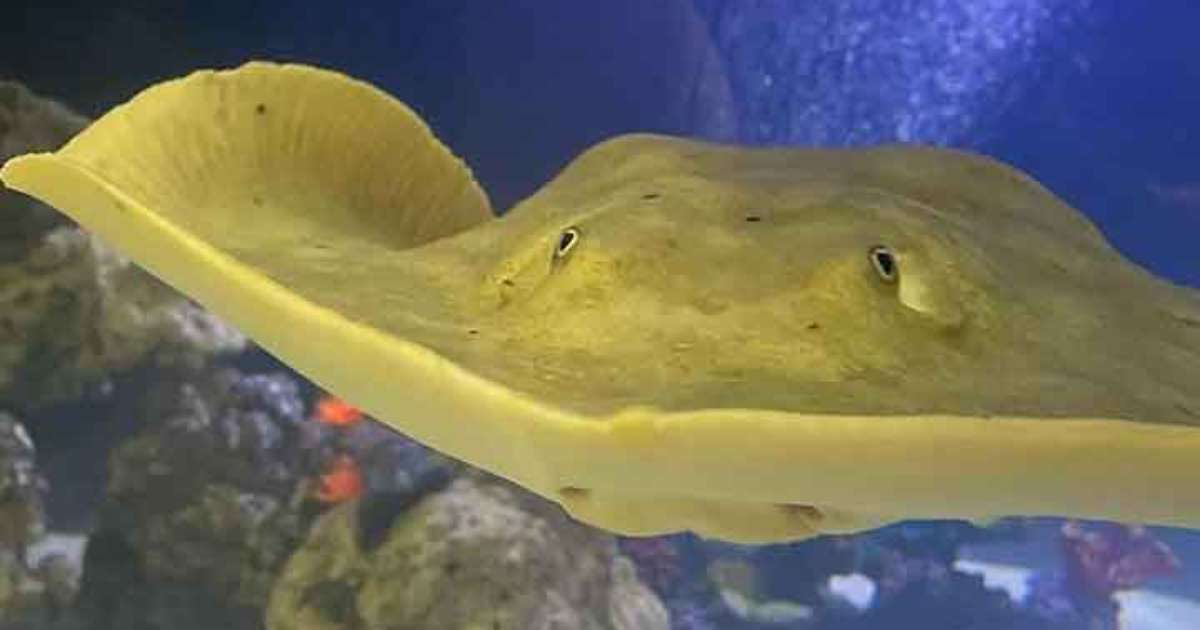 O que explica? Arraia engravida sem ter contato com macho da espécie