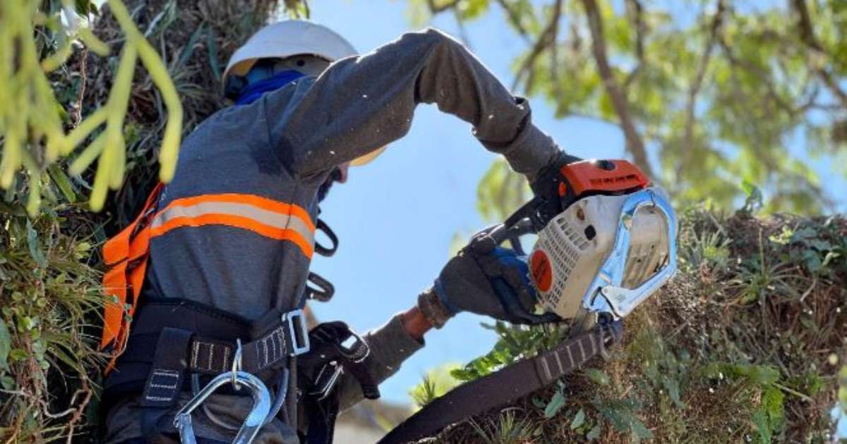 Começa o serviço de poda em áreas particulares de Porto Alegre