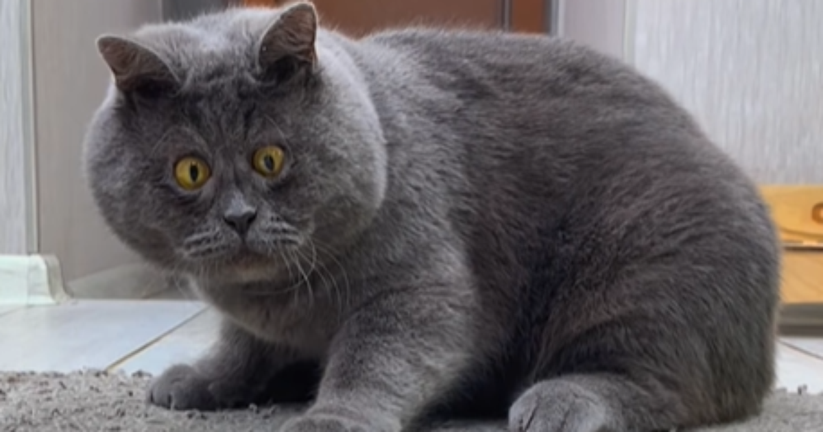 Gato vesgo supera distúrbio e vira 'hit' nas redes sociais: "Inocente e ...