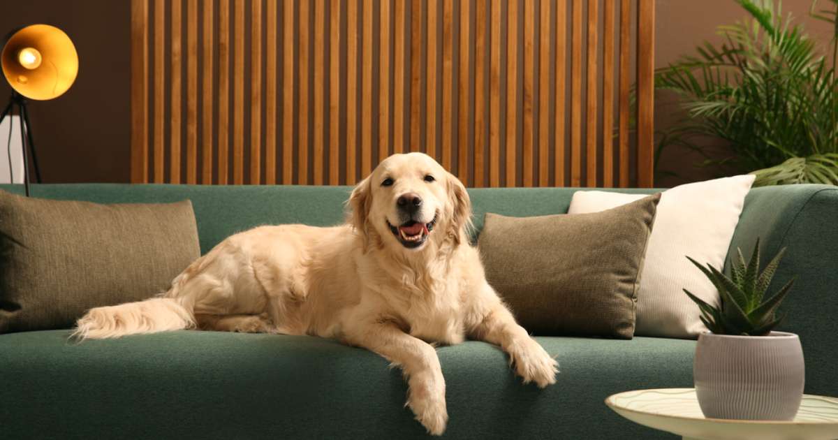 Plataforma online facilita a busca por imóveis pets