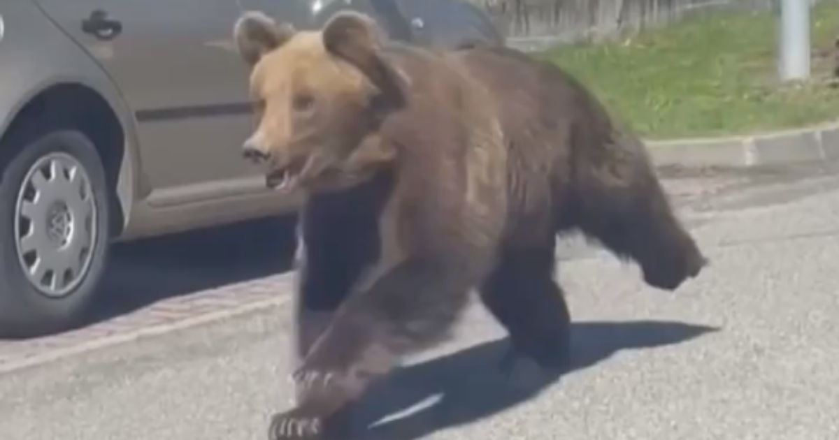 Urso ataca cinco pessoas e provoca pânico em destino turístico na ...