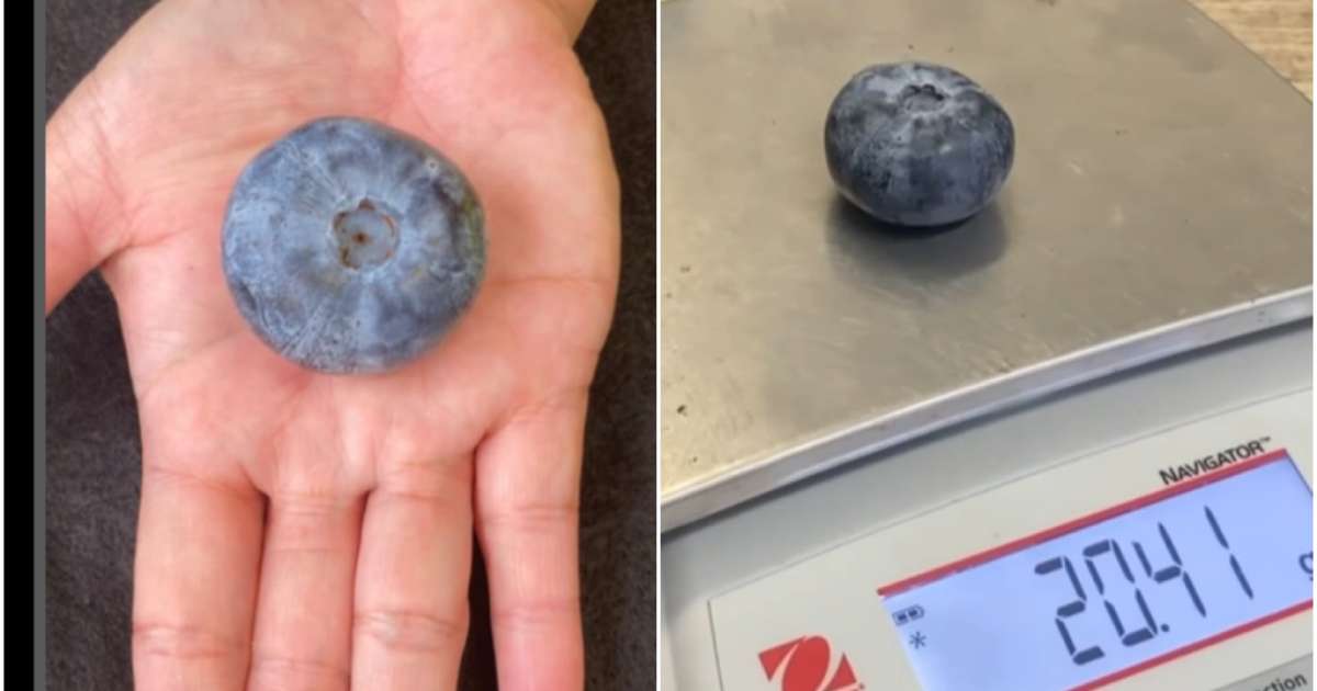 Mirtilo 'gigante' impressiona pelo tamanho e entra para o Guinness ...