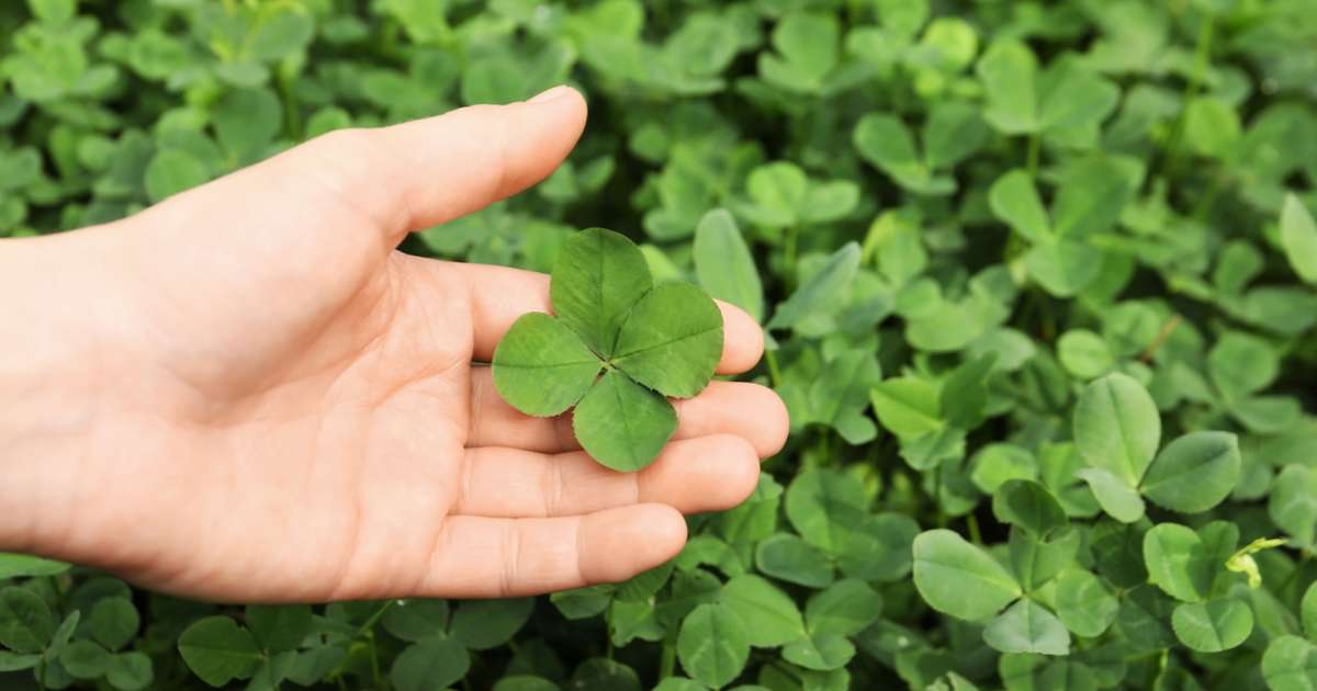 Aprenda os rituais com trevo-de-quatro-folhas para ter mais sorte