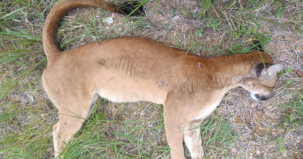 Onça vulnerável a extinção morre após ser atropelada e agonizar em ...