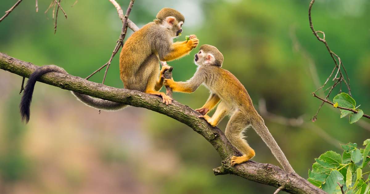 Cientistas identificam "ajuste genético" que explica porque macacos têm ...