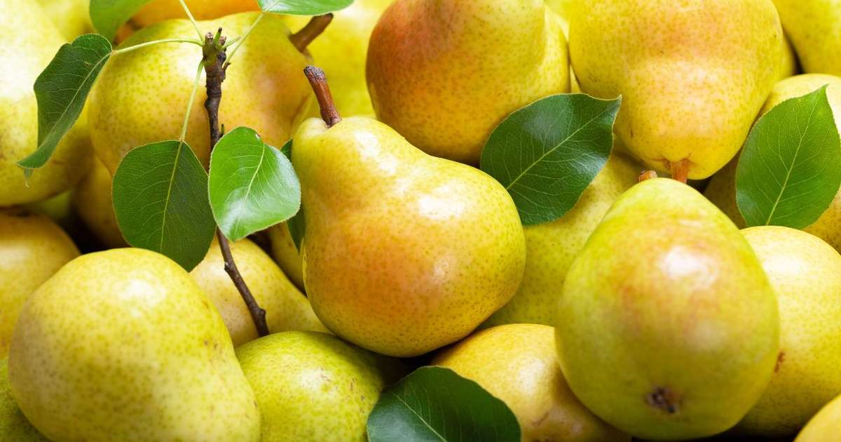 Pera: confira seus benefícios e motivos para incluir na dieta