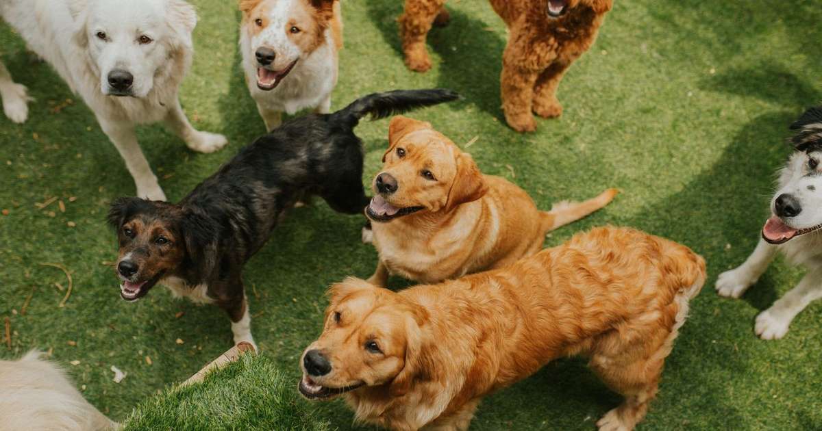 Creche para cachorro: para que serve e como escolher uma?