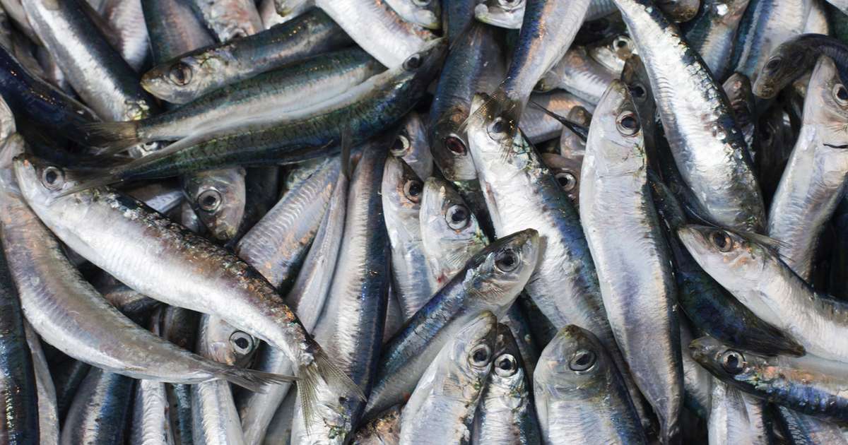 Como escolher uma sardinha fresca e saborosa?