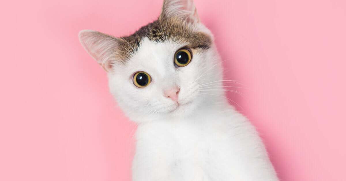 15 curiosidades sobre os gatos que você precisa conhecer