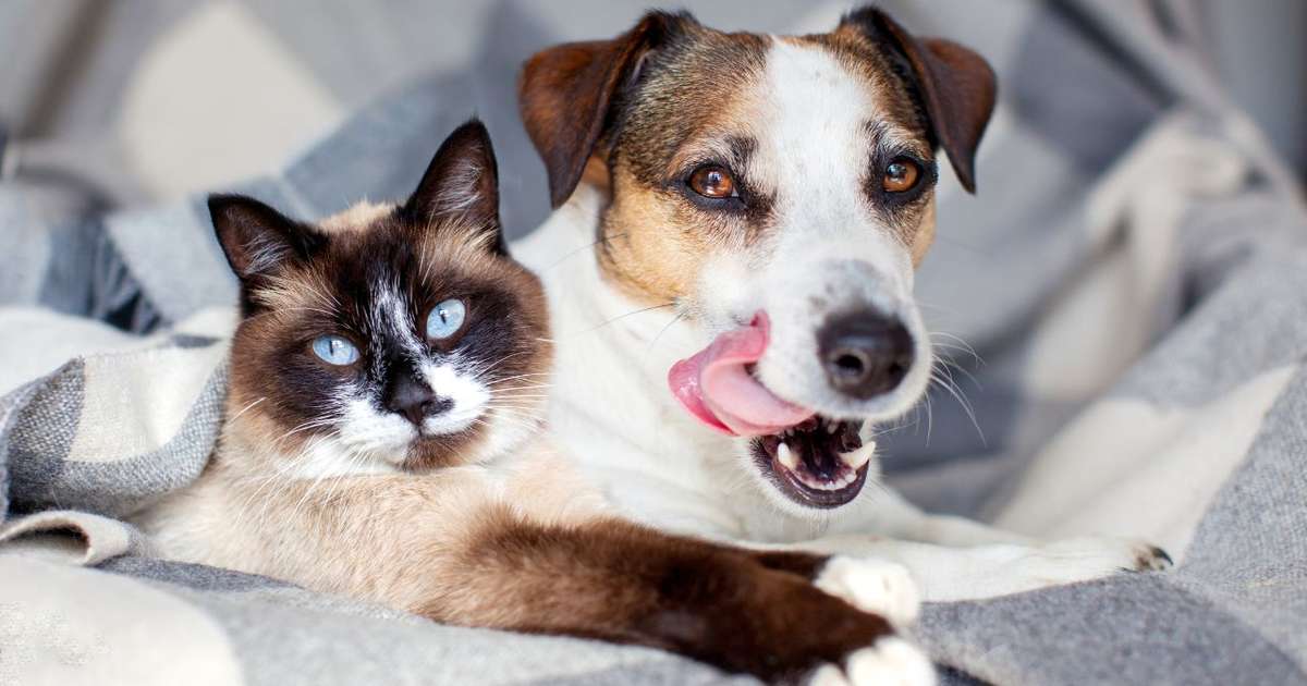Imunidade dos pets: veja como proteger a saúde de cães e gatos