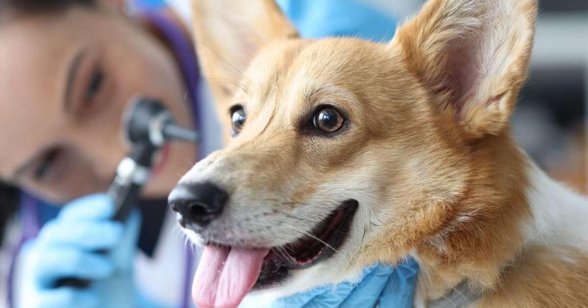 Veja os sintomas e os tratamentos para otite em cachorro