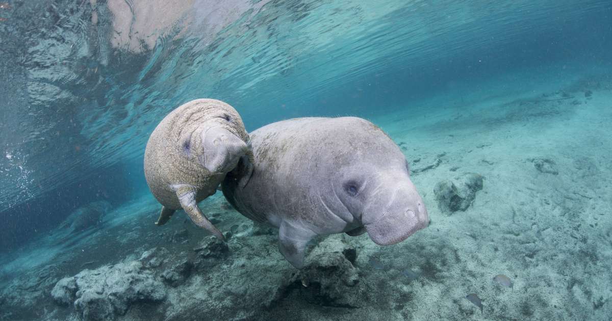 Ataques a peixes-boi ressaltam ameaça de extinção da espécie, aponta ...