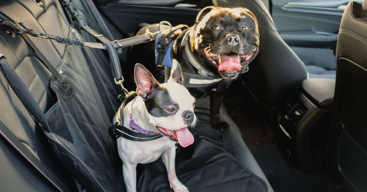 Como transportar cachorro em carro? Tire suas dúvidas