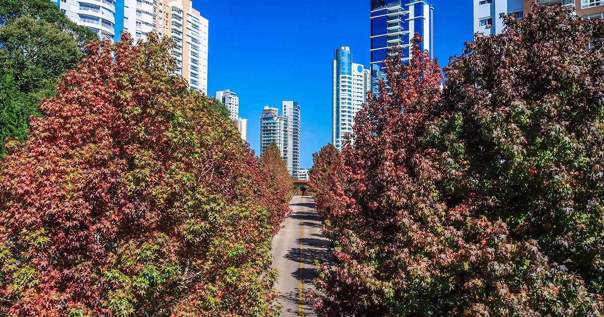 Outono no Brasil: características e curiosidades