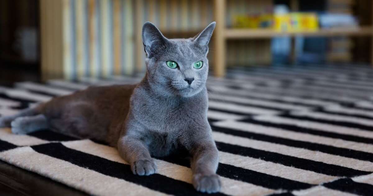 4 características do gato da raça azul russo